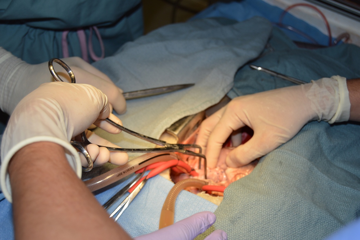 Cardiac Simulation Lab | Department of Cardiac Surgery