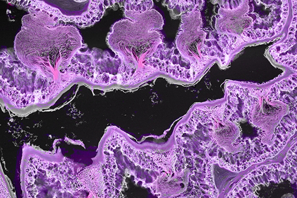 Welcome | Digital Histology Shared Resource