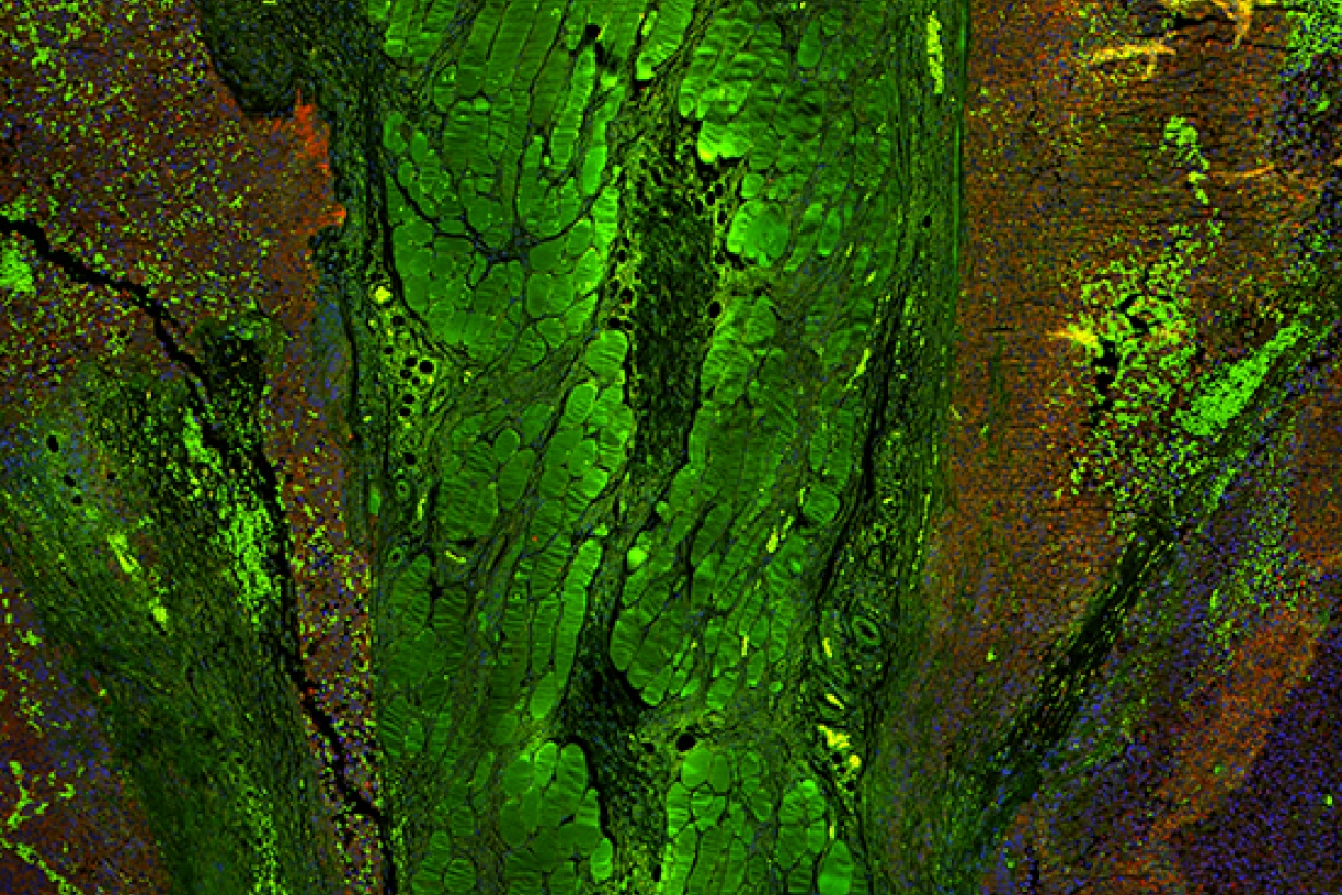 Welcome | Digital Histology Shared Resource