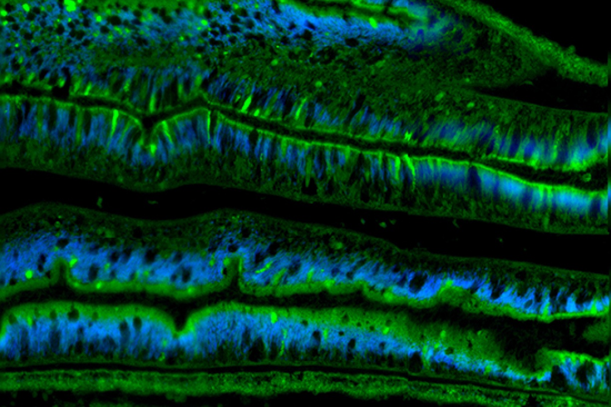 Welcome | Digital Histology Shared Resource