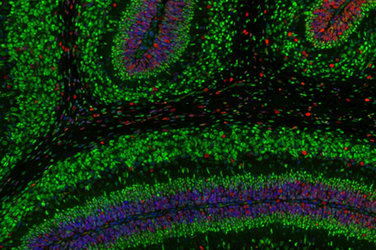 Welcome | Digital Histology Shared Resource