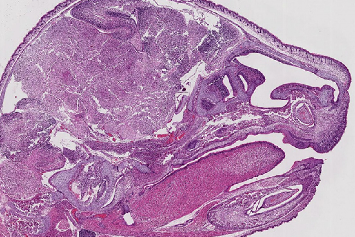 Welcome | Digital Histology Shared Resource