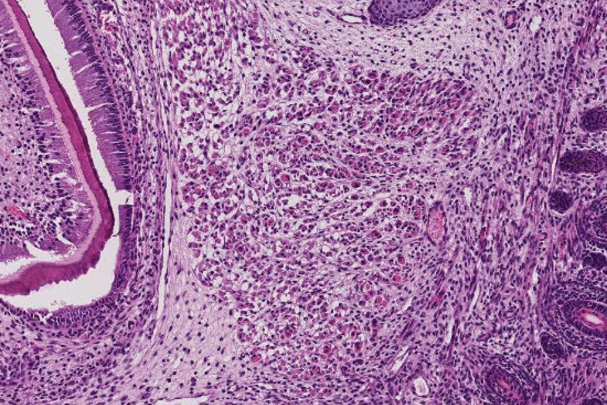 Welcome | Digital Histology Shared Resource