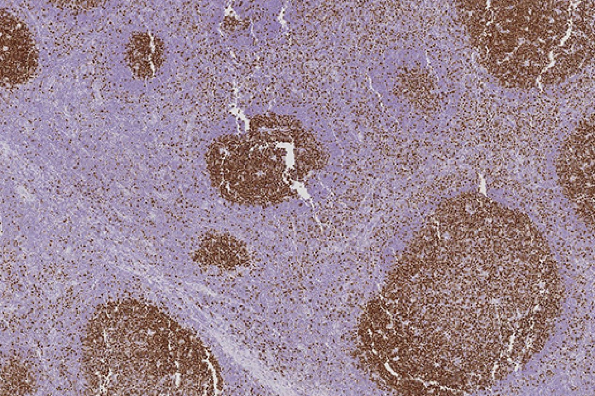 Welcome | Digital Histology Shared Resource
