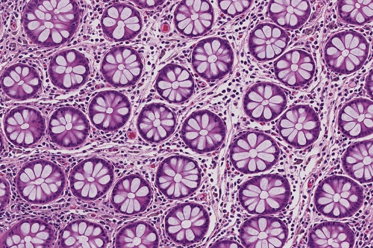 Welcome | Digital Histology Shared Resource
