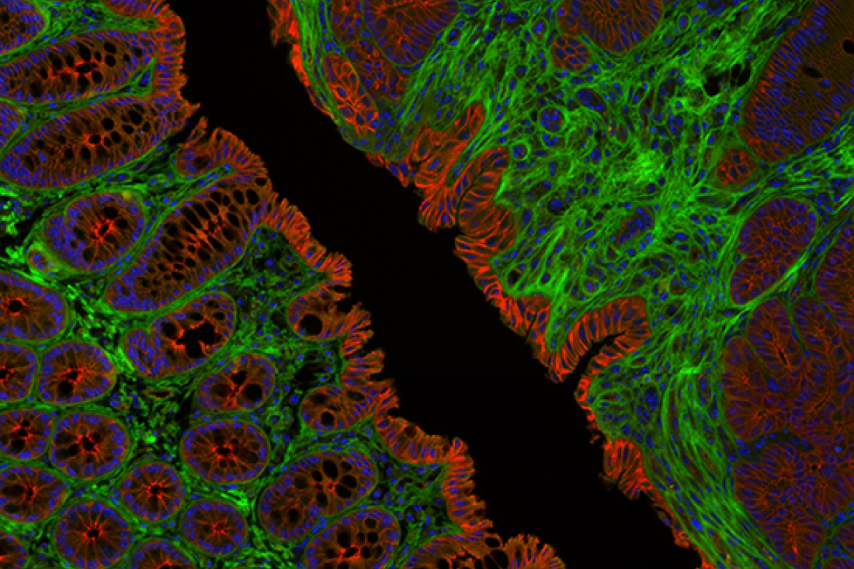Welcome | Digital Histology Shared Resource