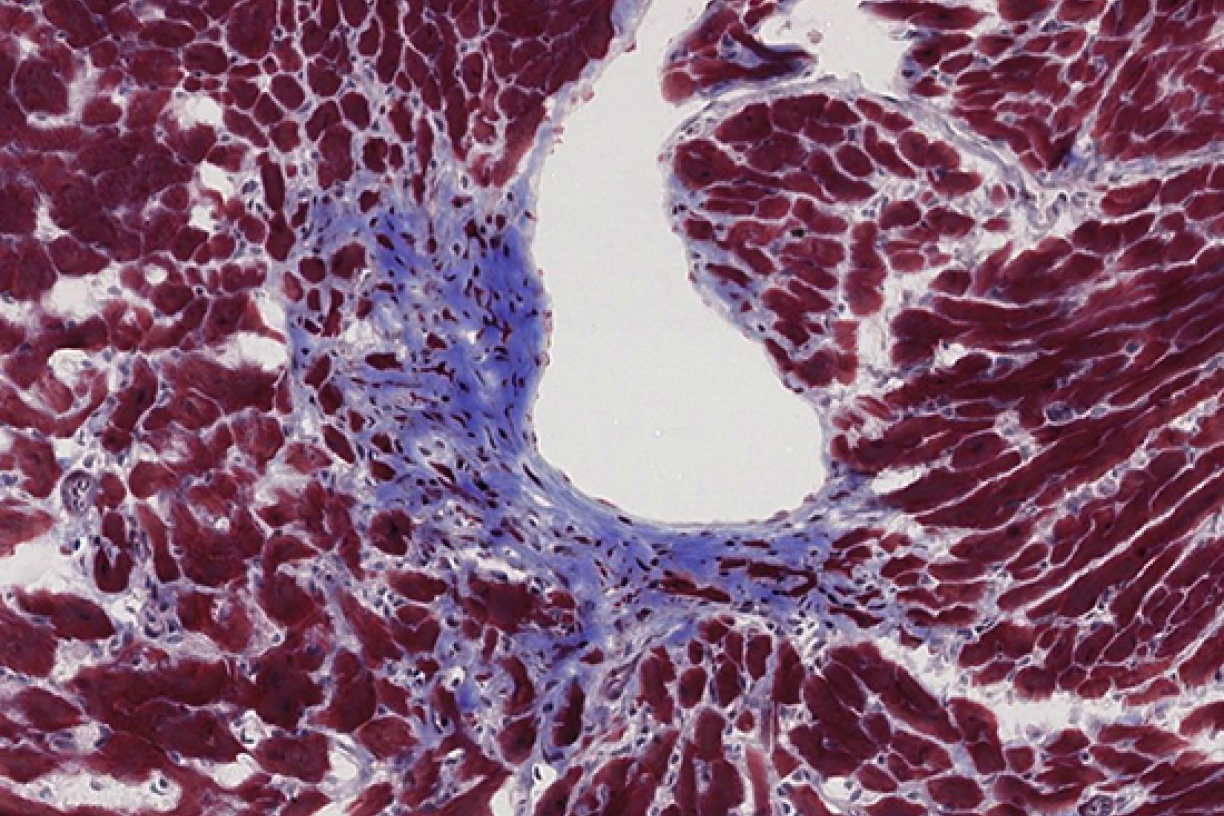 Welcome | Digital Histology Shared Resource