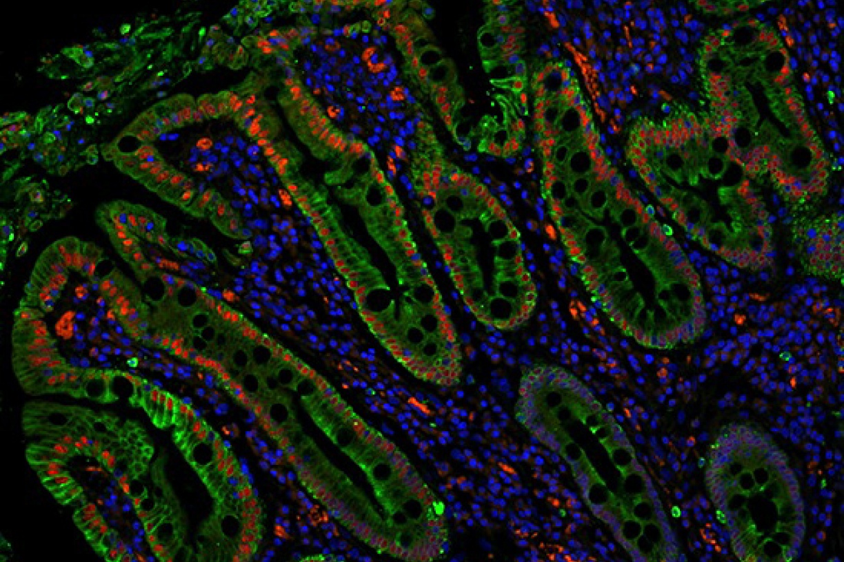 Welcome | Digital Histology Shared Resource