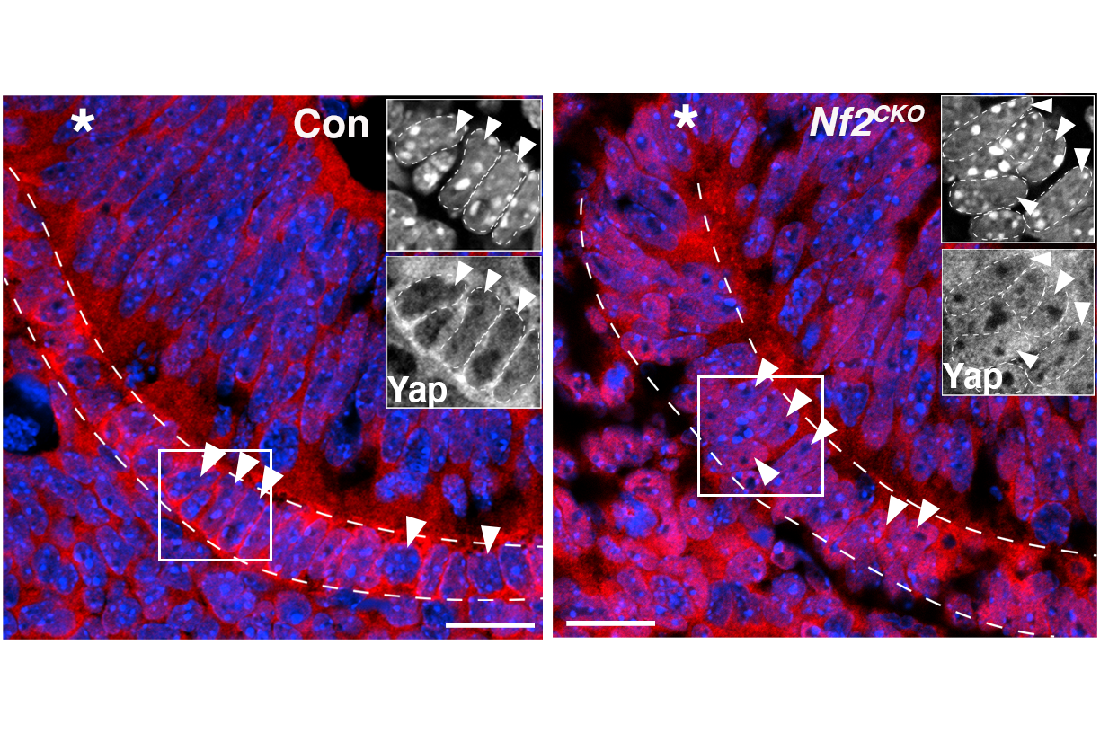 Welcome to the Fuhrmann Lab | Fuhrmann Lab