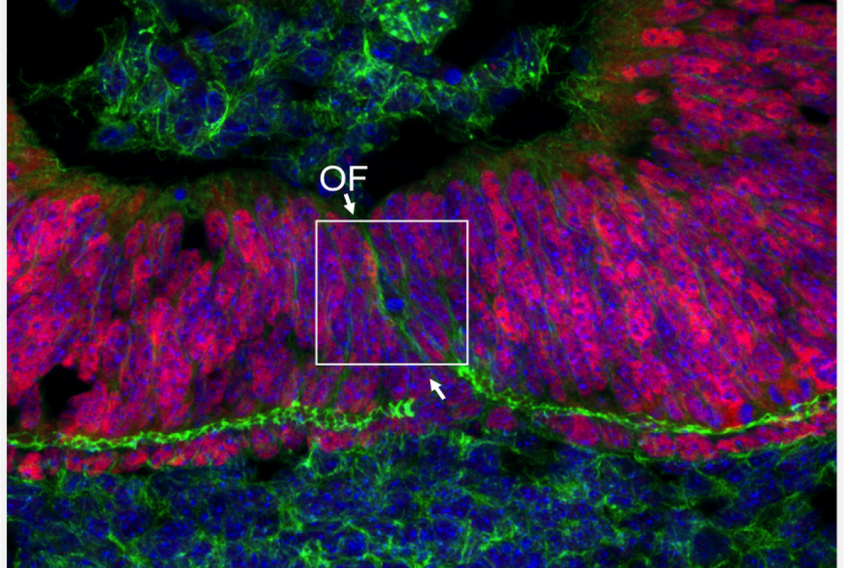 Welcome to the Fuhrmann Lab | Fuhrmann Lab