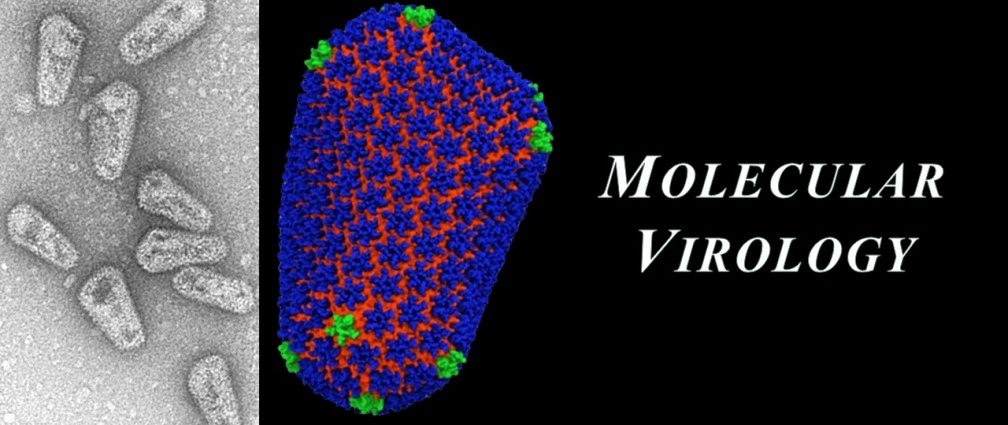 Molecular Virology | Pathology, Microbiology And Immunology Education