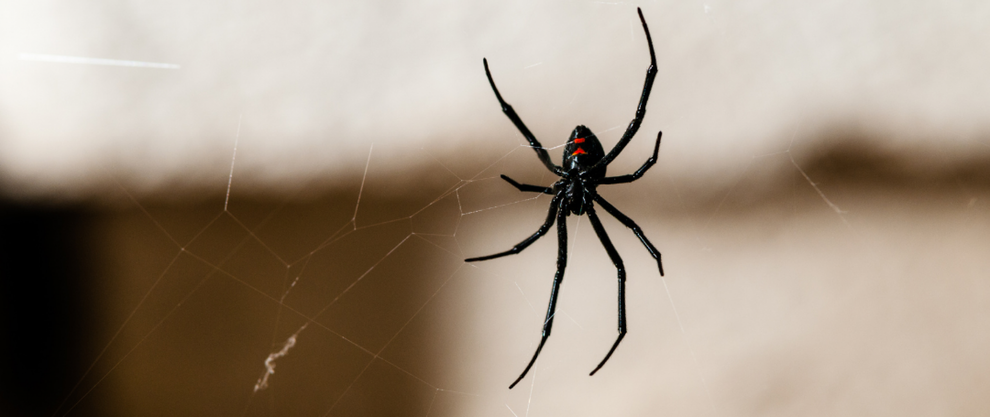 Home | Tennessee Poison Center | FREE 24/7 Poison Help Hotline 800.222.1222