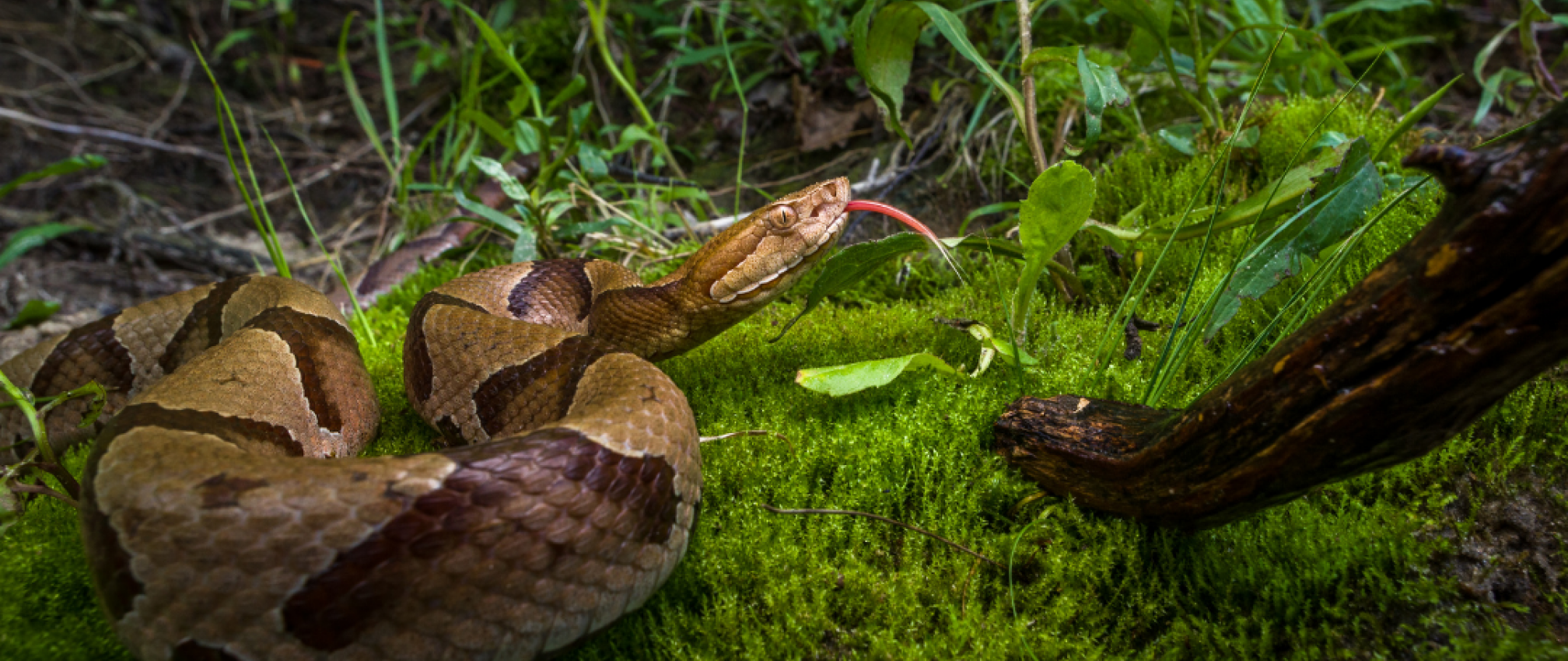 Home | Tennessee Poison Center | FREE 24/7 Poison Help Hotline 800.222.1222