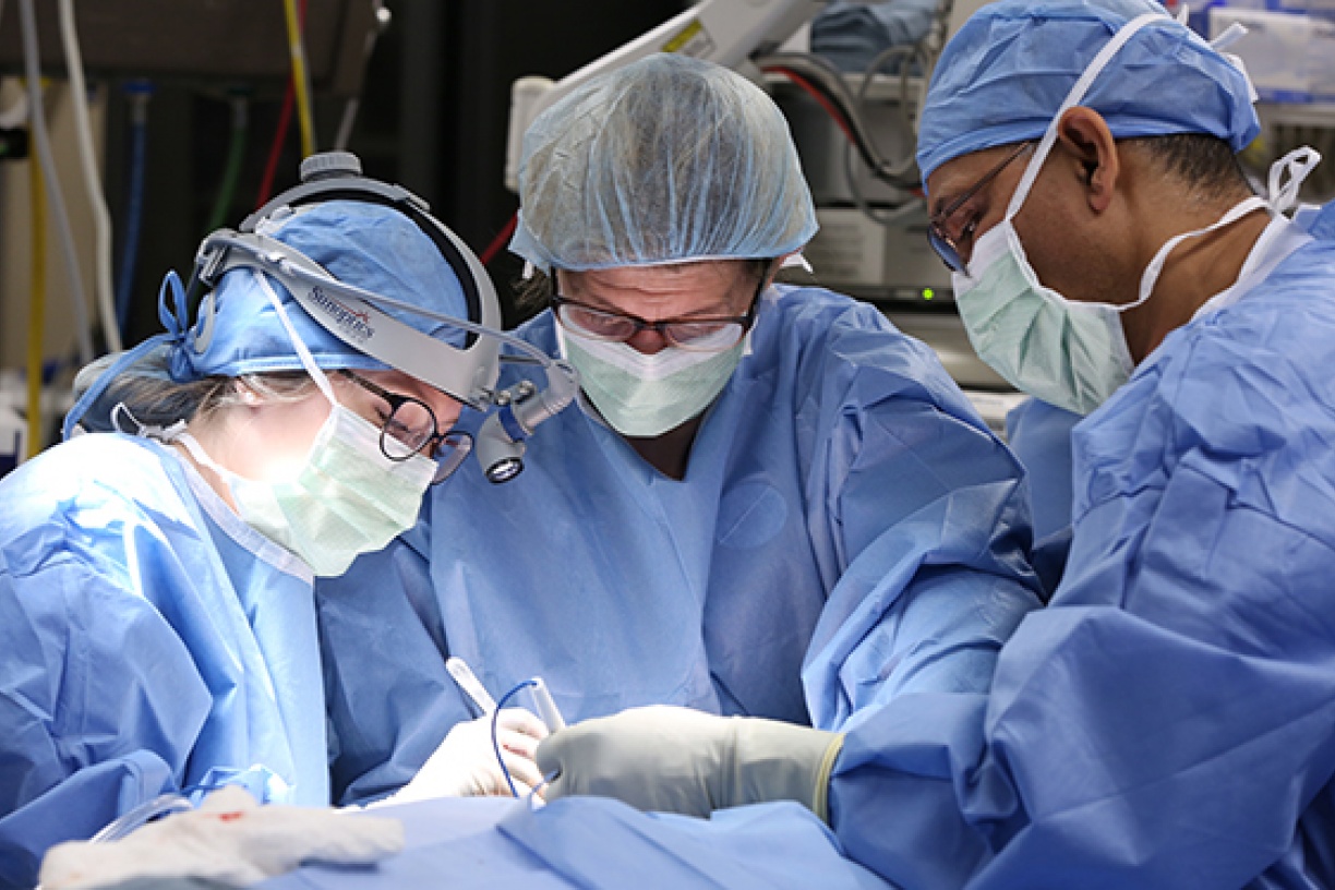 Education & Training | Division of Surgical Oncology & Endocrine Surgery